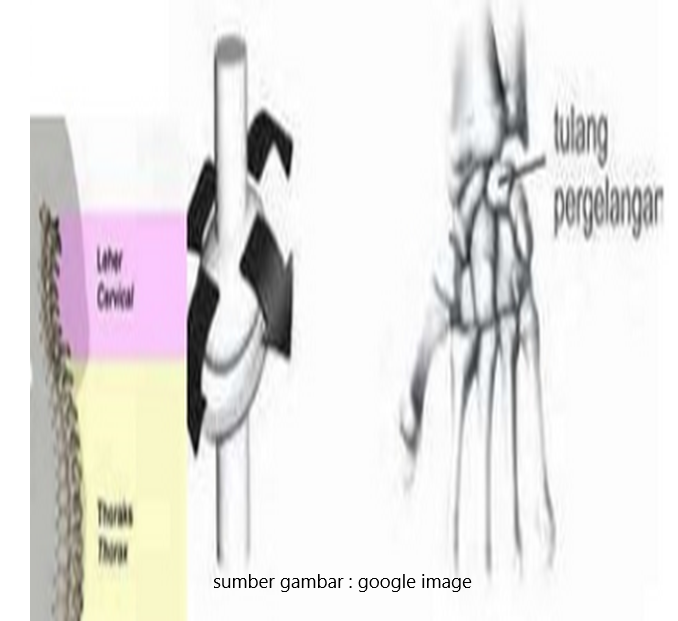 Materi dan Latihan Soal Sistem Rangka dan Sendi - Cahaya Mentari