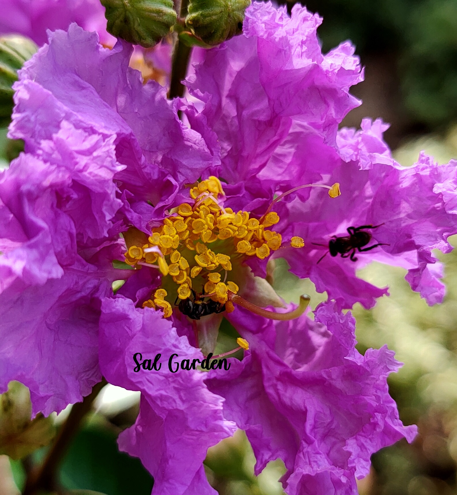 Hidup Itu Suatu Kembara: BUNGA-BUNGA CINTA