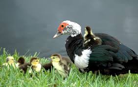 Hawa: SIFAT ITIK SERATI