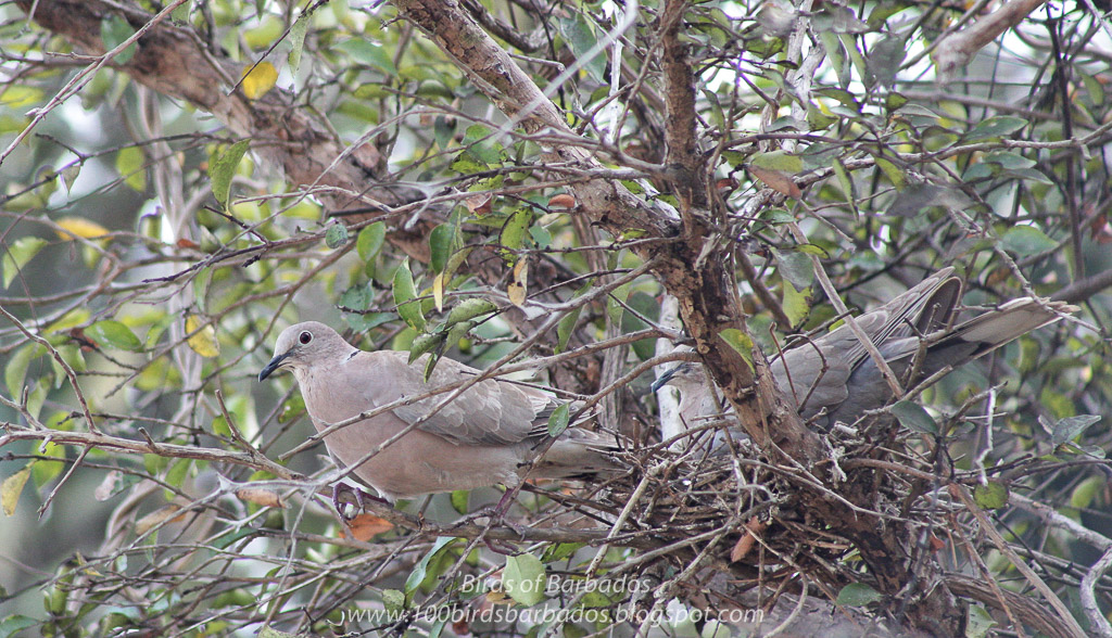 Birds of Barbados: Collared Doves Nesting Again!!