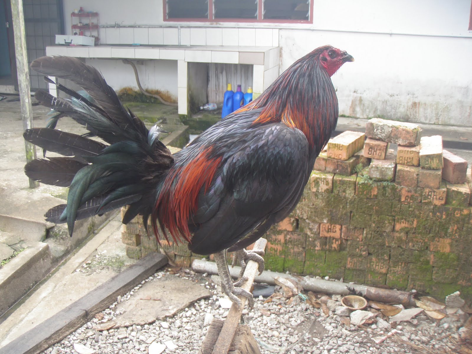 Sarawak Gamefowl Farm: July 2011, Battlefowl For Sale