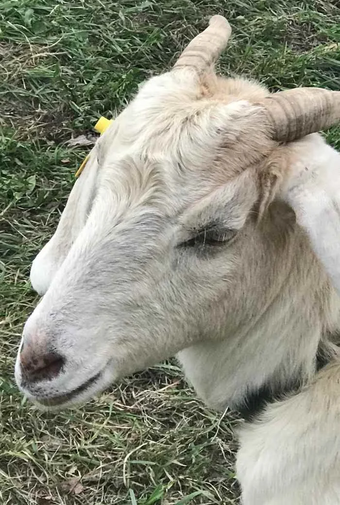 A Guide To Goat Predators: How To Keep Your Goat Safe - Homesteading in ...