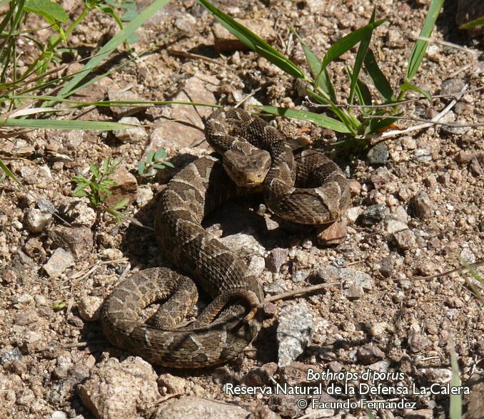 Argentina nativa: Yarará chica (Bothrops diporus)