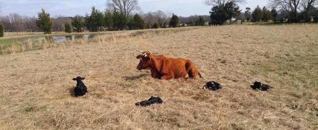 The American Cowboy Chronicles: Rare Quadruplet Calves Born in Texas ...