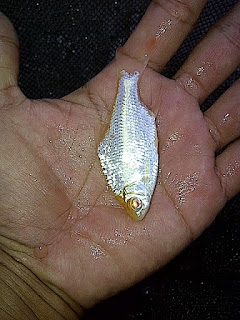 IKAN HIAS KAPIAT ~ INFOSERBA(INFO DAN TOKO SERBA ADA)