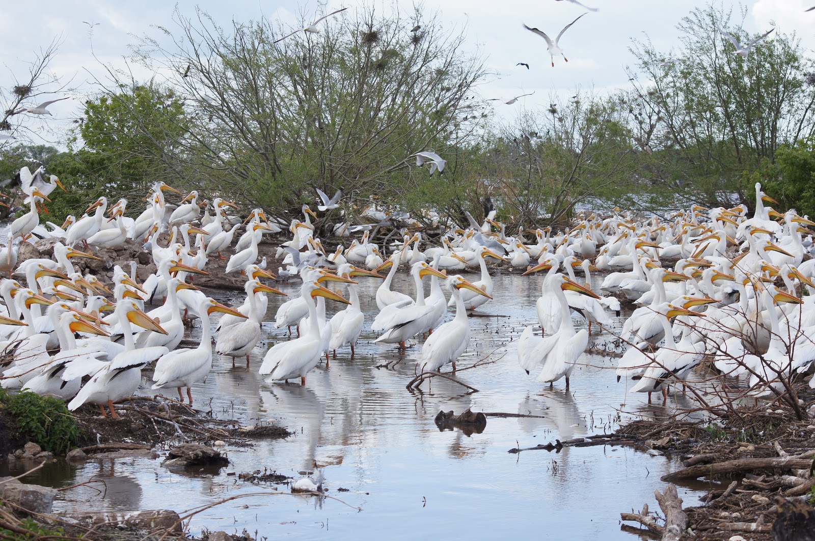 Winnebago Conservation Photography: May 2012