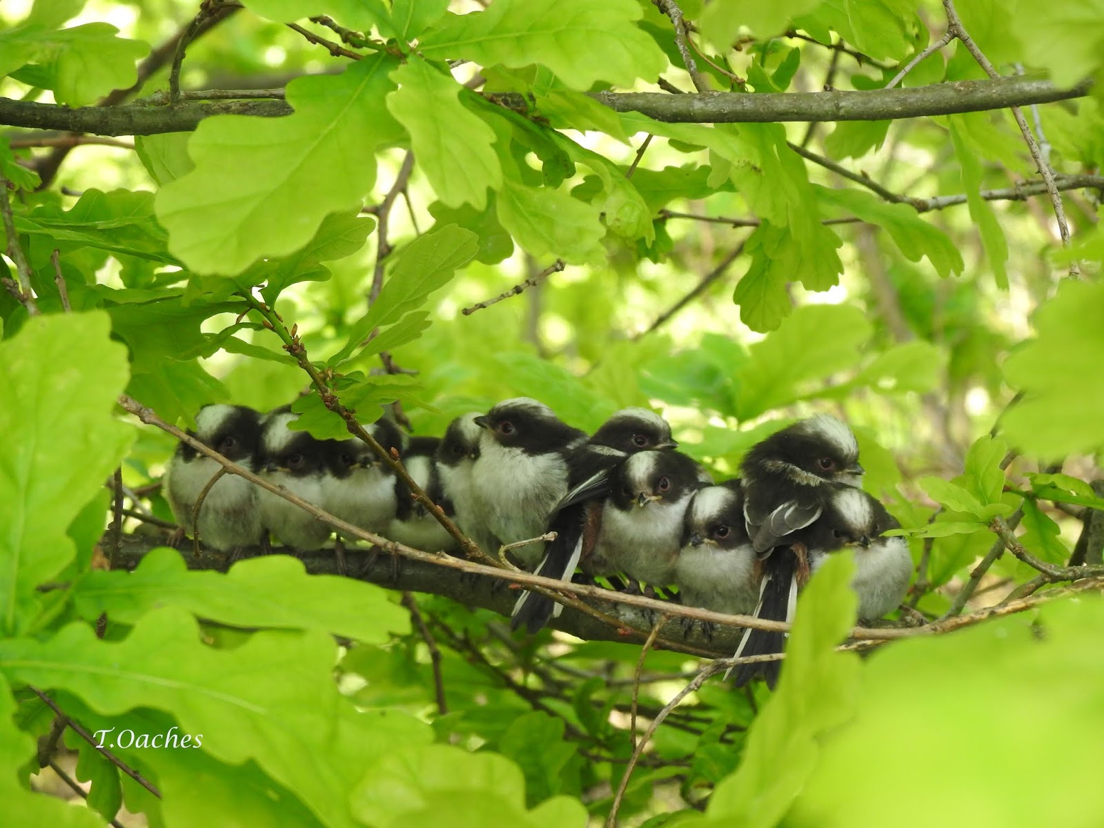 PASARI DIN ROMANIA: PITIGOI CODAT, Pui si juvenili (2), Aegithalos caudatus