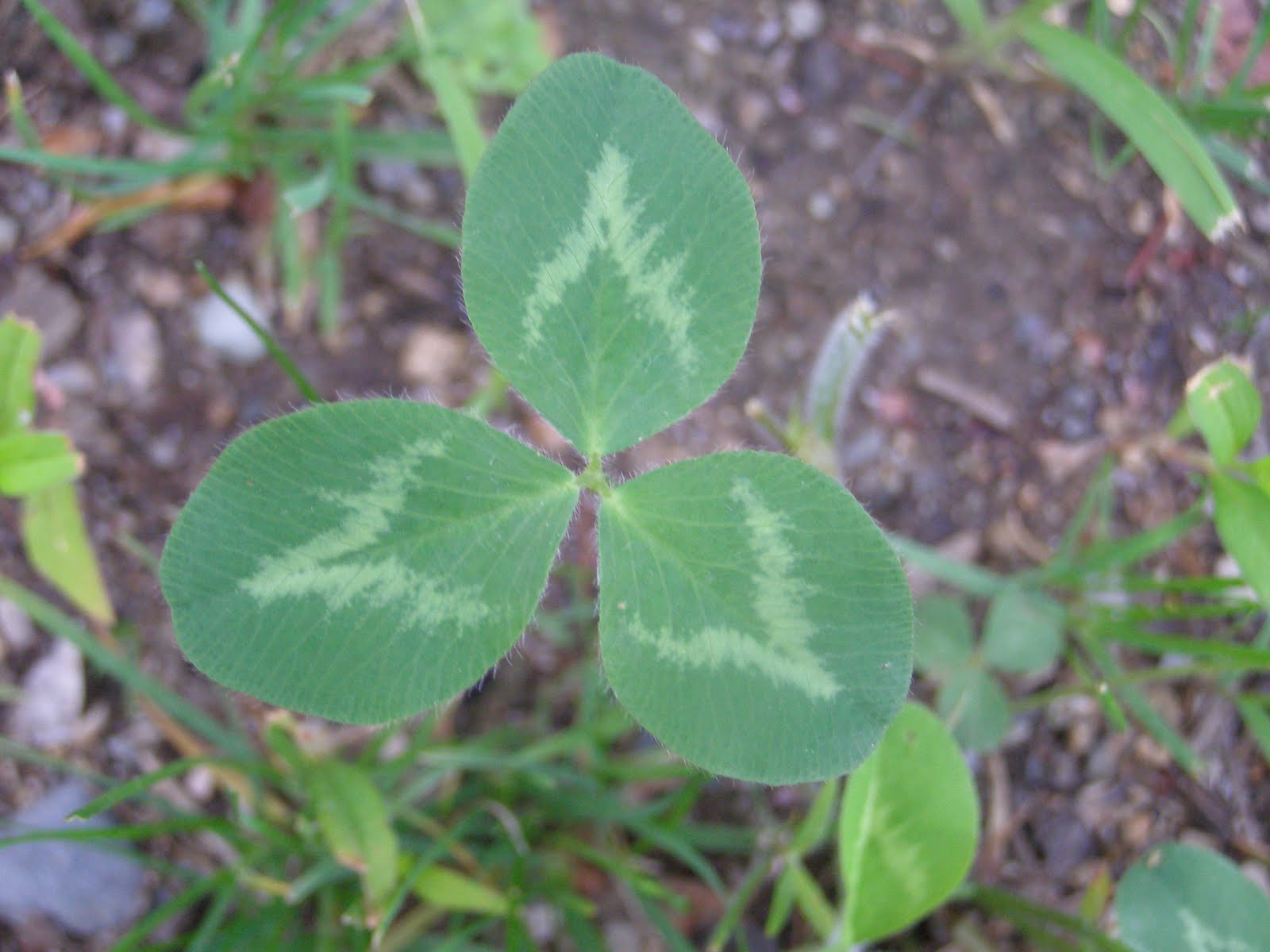 A Wild Garden: Photo Gallery: Wild Garden