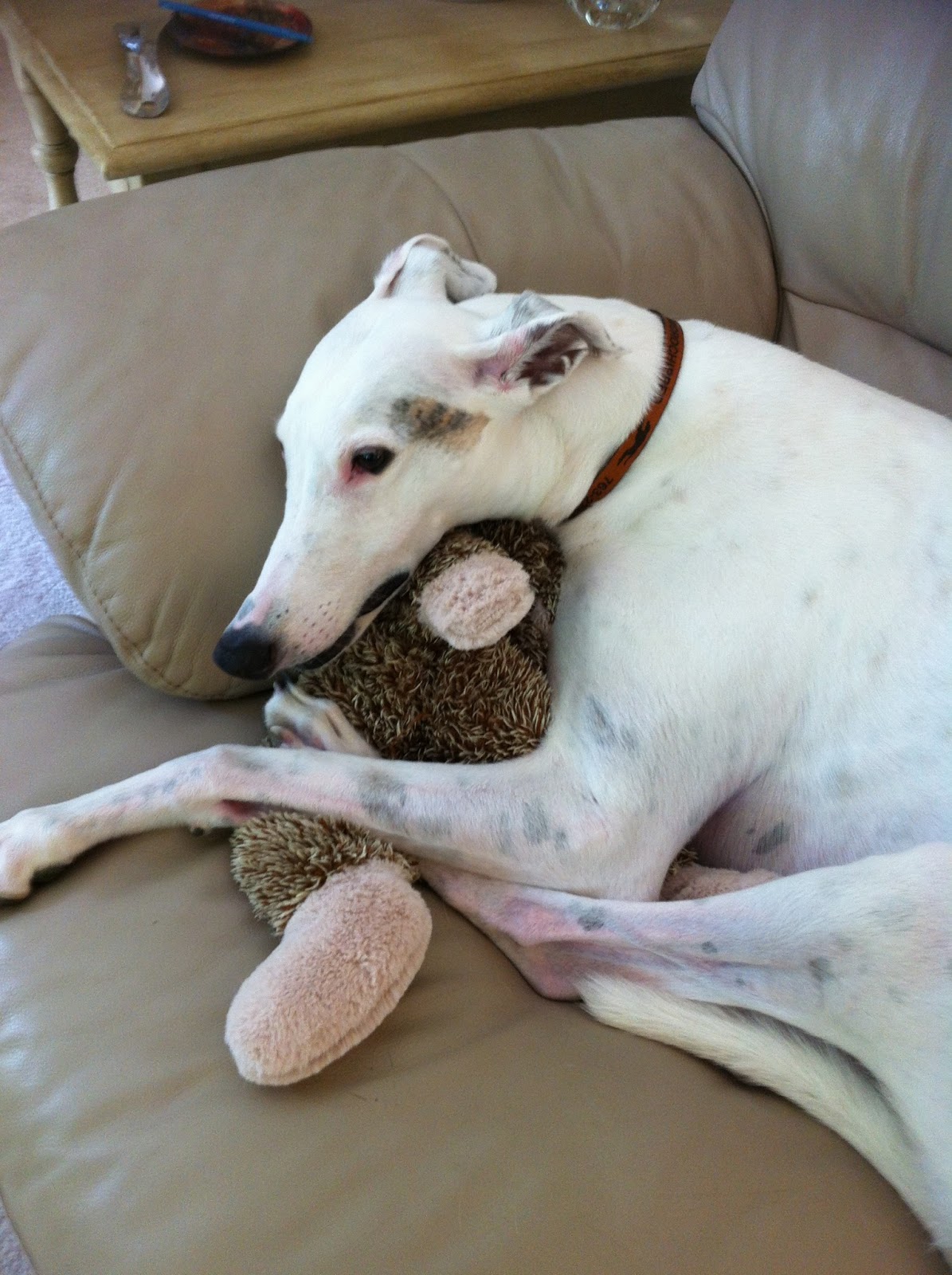 Northern Lights Greyhound Adoption Dog Blog: NLGA Photo Roundup ...