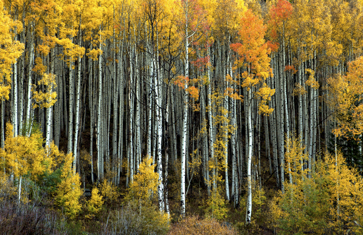 Ken Papaleo: X Marks the Shot: Maroon Bells, Aspen Colorado, Fall Colors.