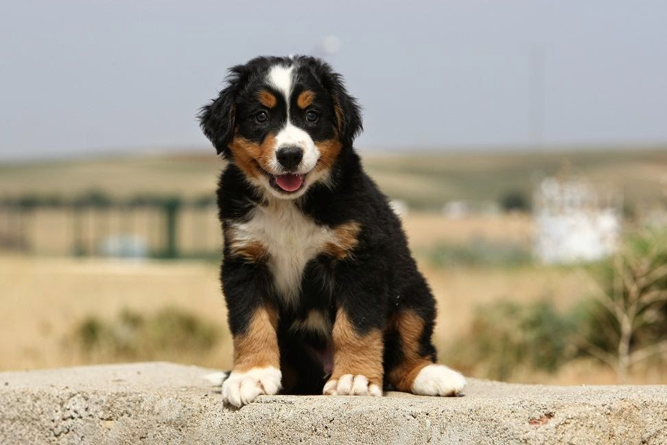 Boyero de Berna | WIKI PERROS