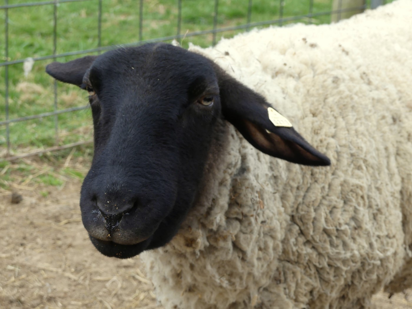 Homestead Hill Farm: Sunday Walkabout 4-22