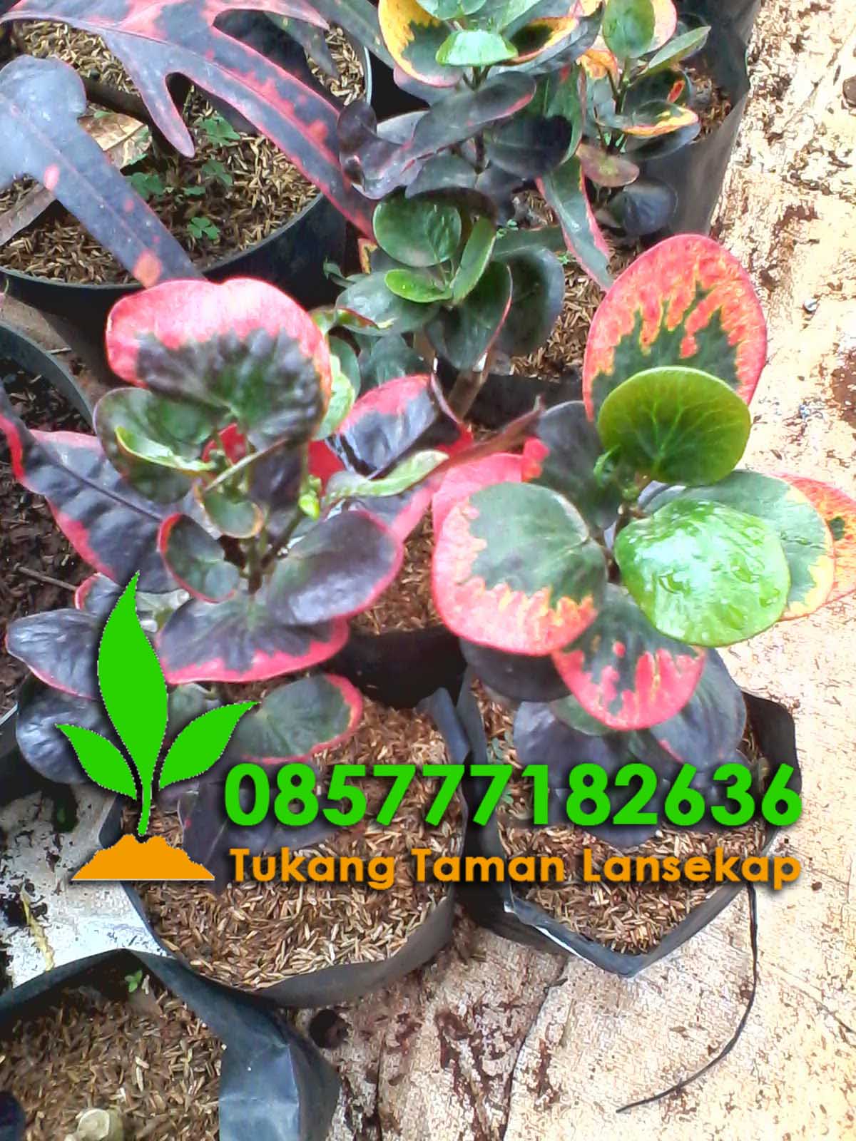 JUAL TANAMAN PURING | MACAM-MACAM POHON PURING | JENIS TANAMAN PURING ...