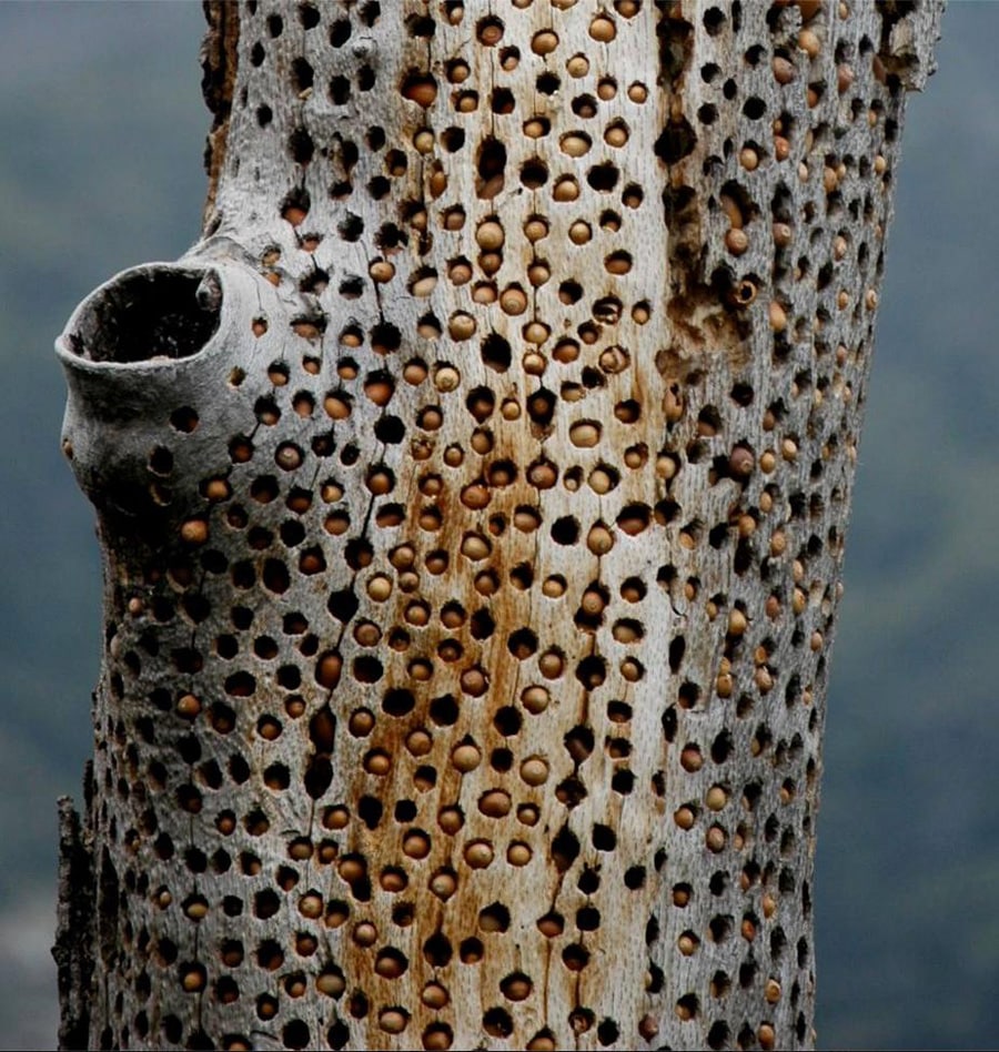 TRIPOFOBIA - O que é, Sintomas, Causas e Tratamentos - TRIPOFOBIA-NET