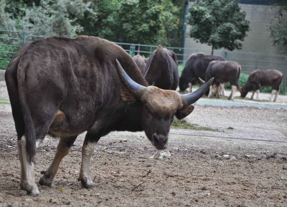 ZOOTOGRAFIANDO (6.100 ANIMALS): GAYAL / GAYAL (Bos frontalis)