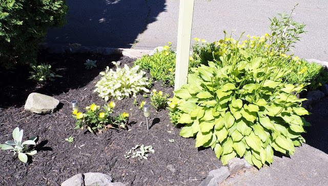 DEBBIE-DABBLE BLOG: A Bit of Yellow in the Gardens, June Garden Update ...