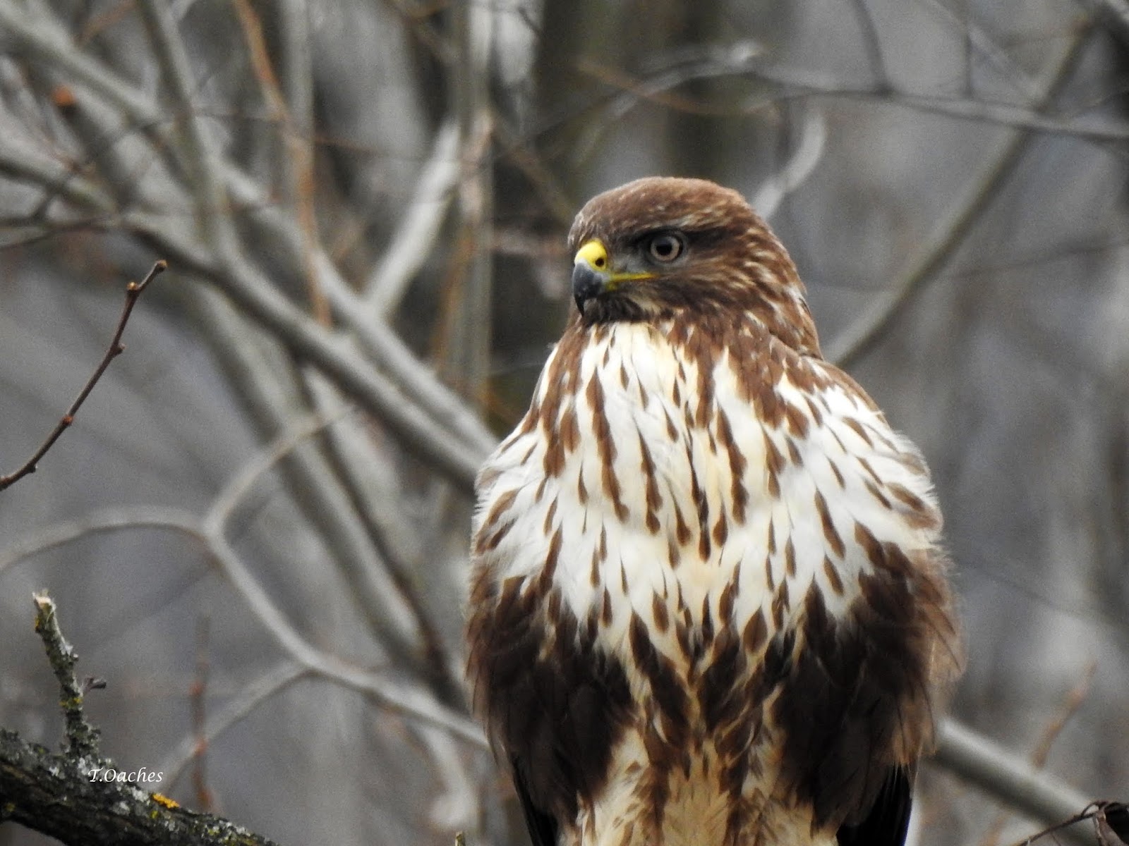 PASARI DIN ROMANIA: SORECAR COMUN, Buteo buteo