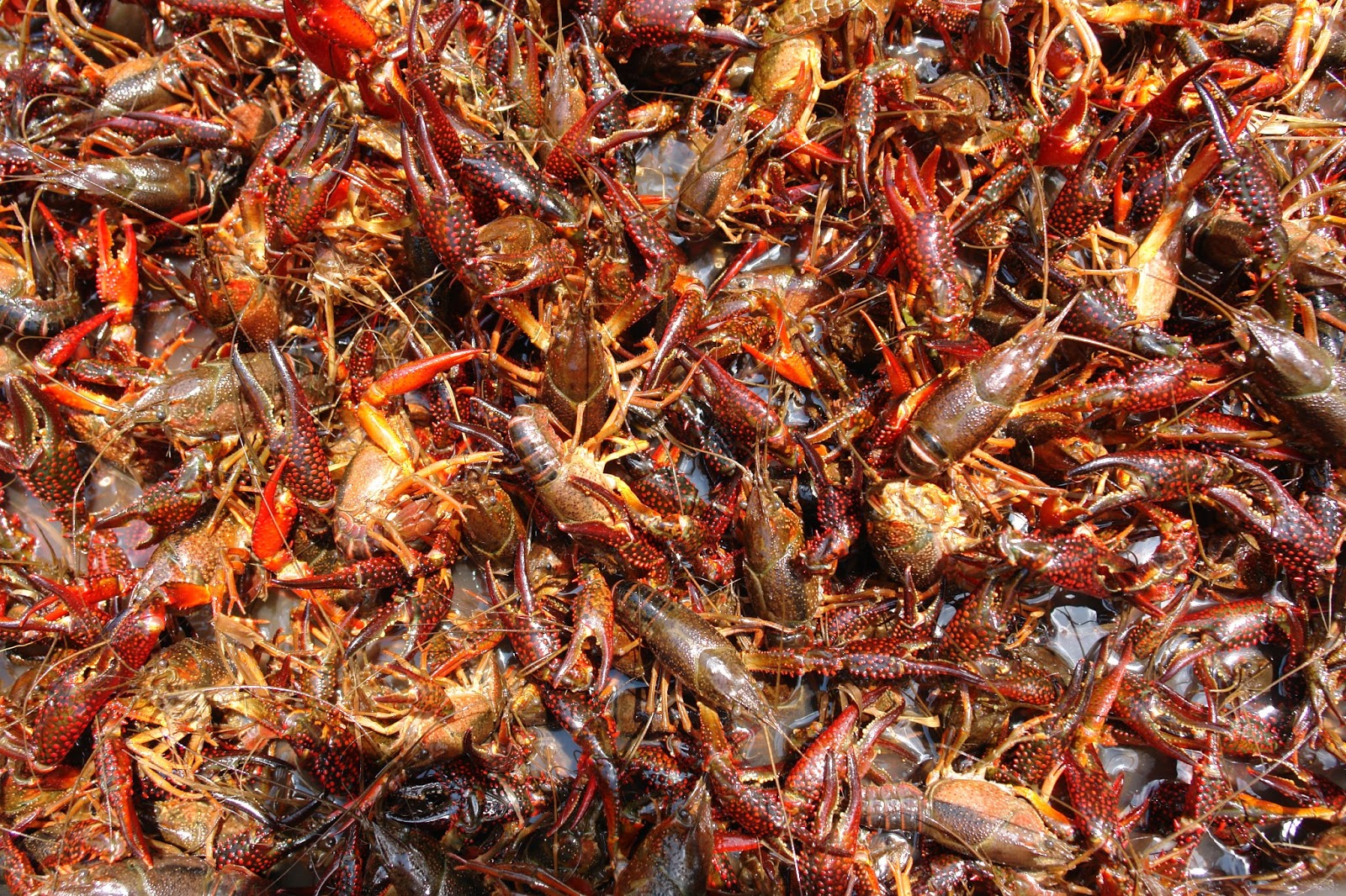 Live Crawfish
