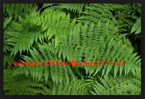 Classification Of Ferns - Life Is Beautiful
