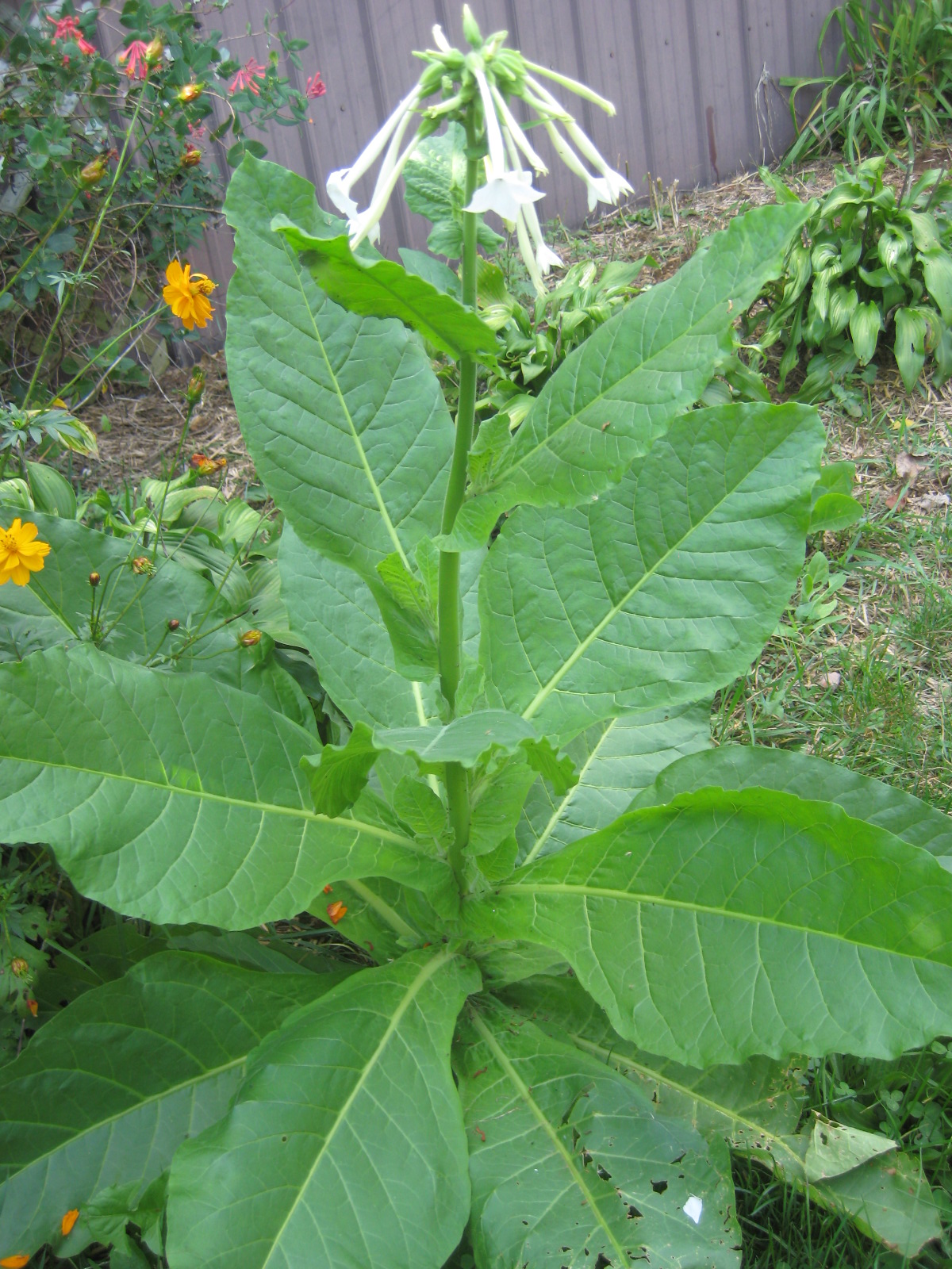 Meadow Muffin Gardens: Tobacco Flower, Heirloom Nicotiana Alata ...