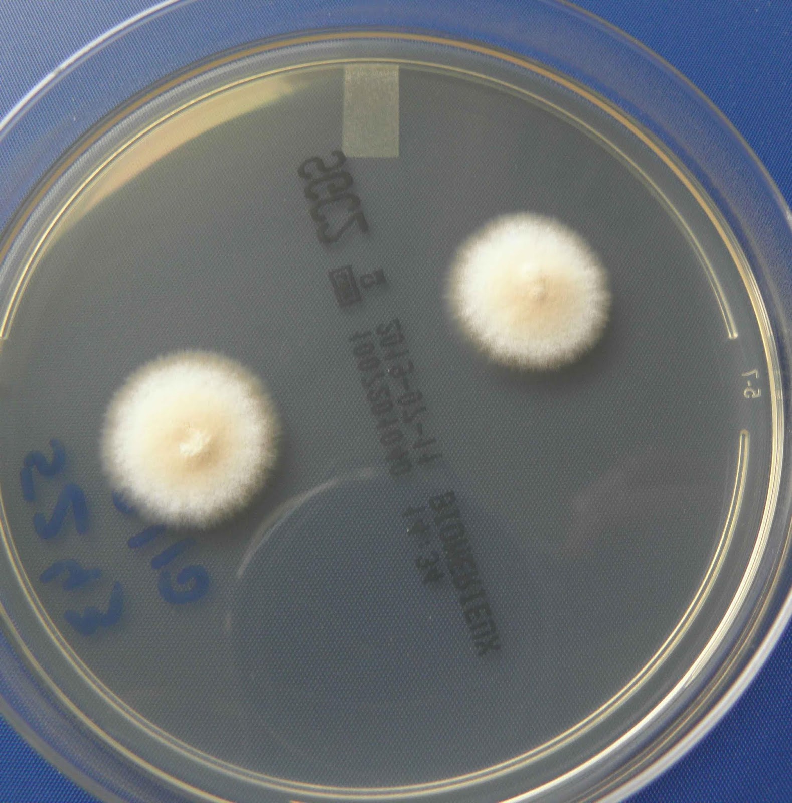 ATLAS MICOLOGIA: TRICHOPHYTON INTERDIGITALE