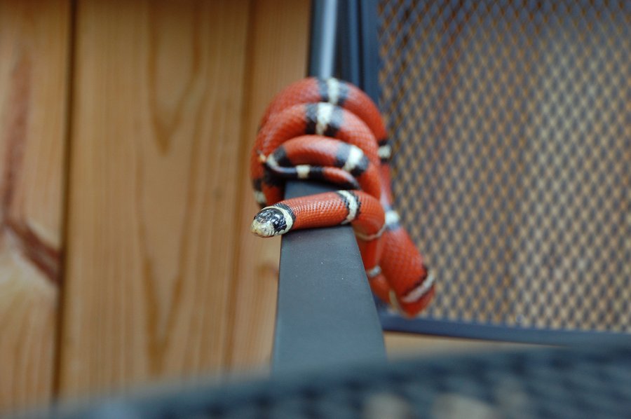 Our Beautiful World: Beautiful red snakes