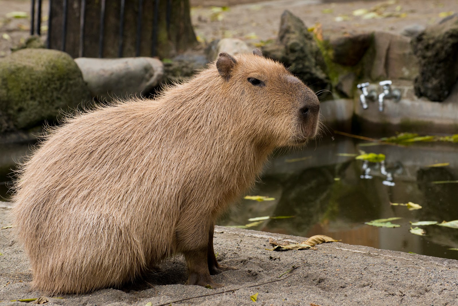 Bank of PhotoGraphics: Ueno Zoo XIII: Capybara 4