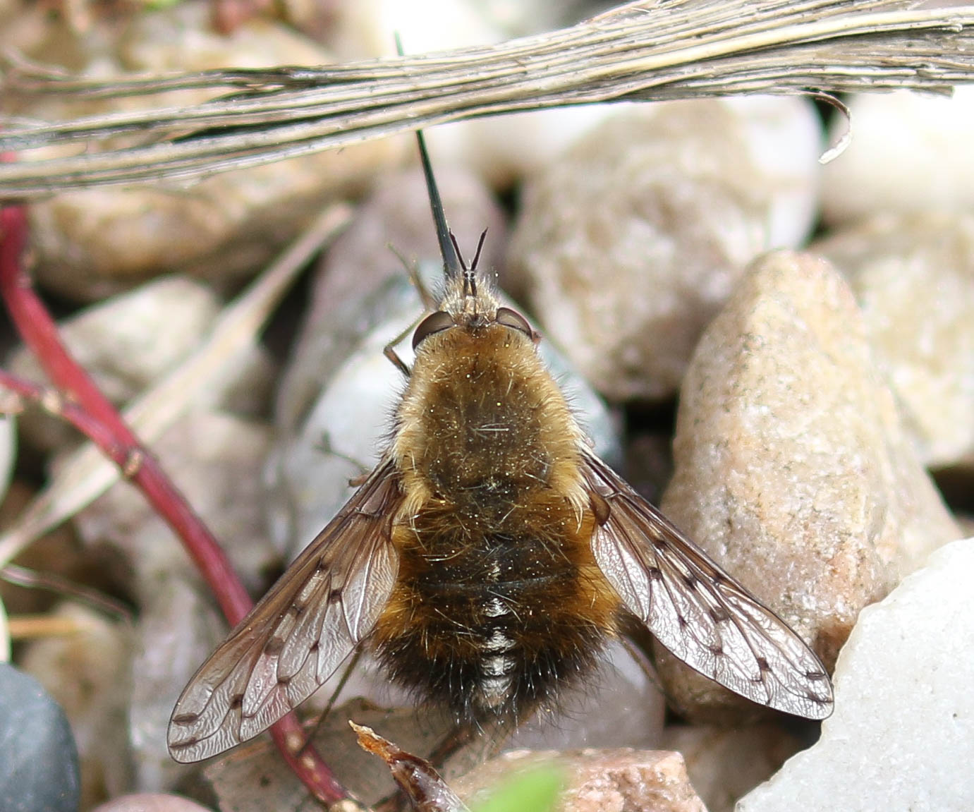 Birding Poole Harbour & Beyond: 28 Apr 19 - Dotted Bee Fly