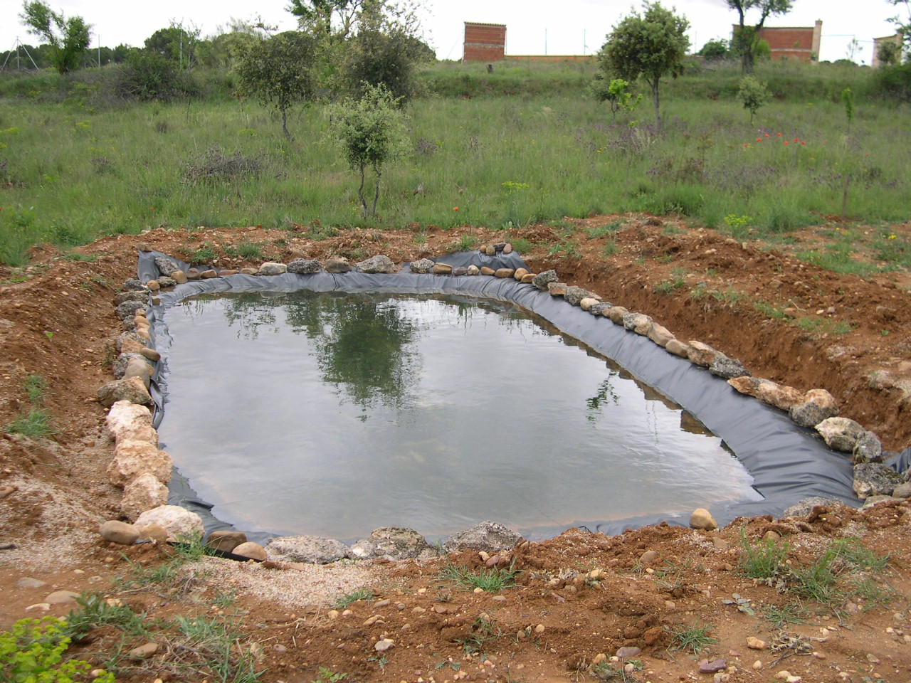 La herpetofauna de Zamora: LA CREACIÓN DE UNA CHARCA 1