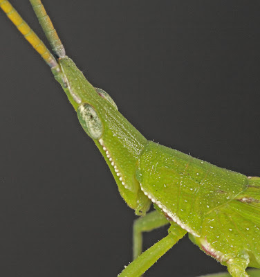 BunyipCo: A Few Local Grasshoppers