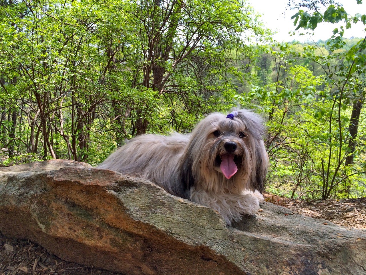To Dog With Love: Hiking Tallulah Gorge with Dogs