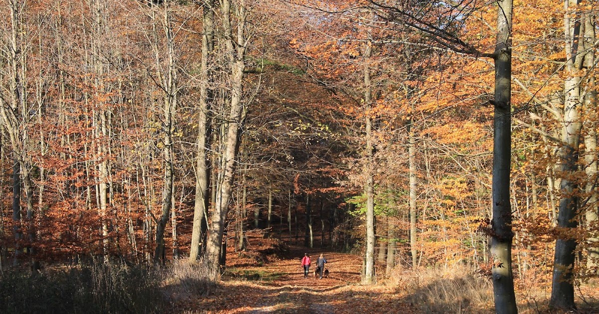 Vandringsløse Tidende: Bidstrup-skovene genbesøgt