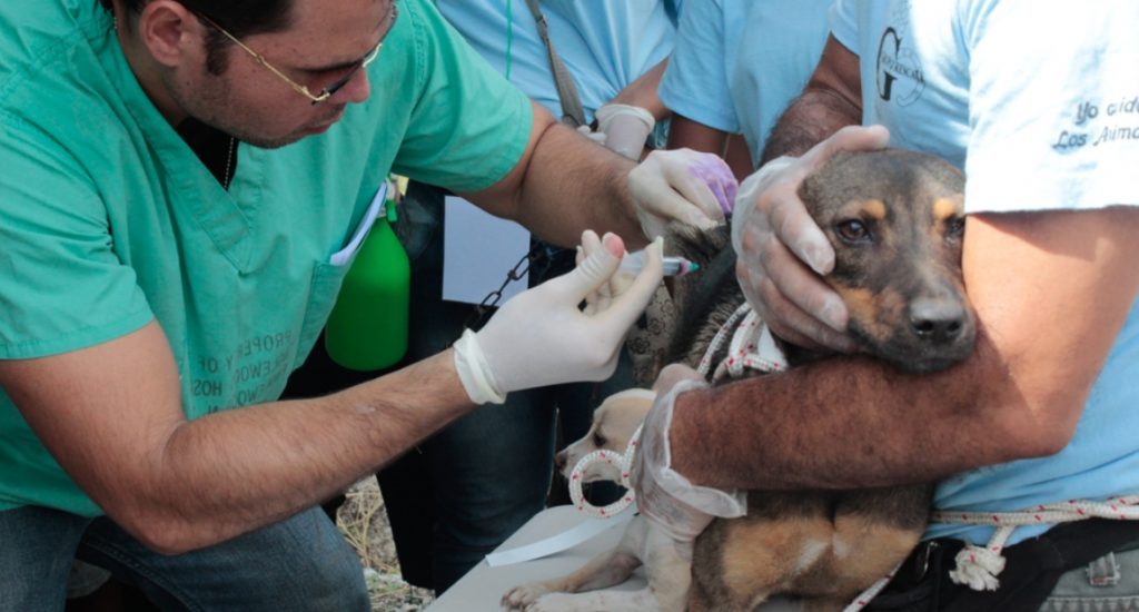 Medellín inaugura unidad forense para investigar delitos de maltrato animal
