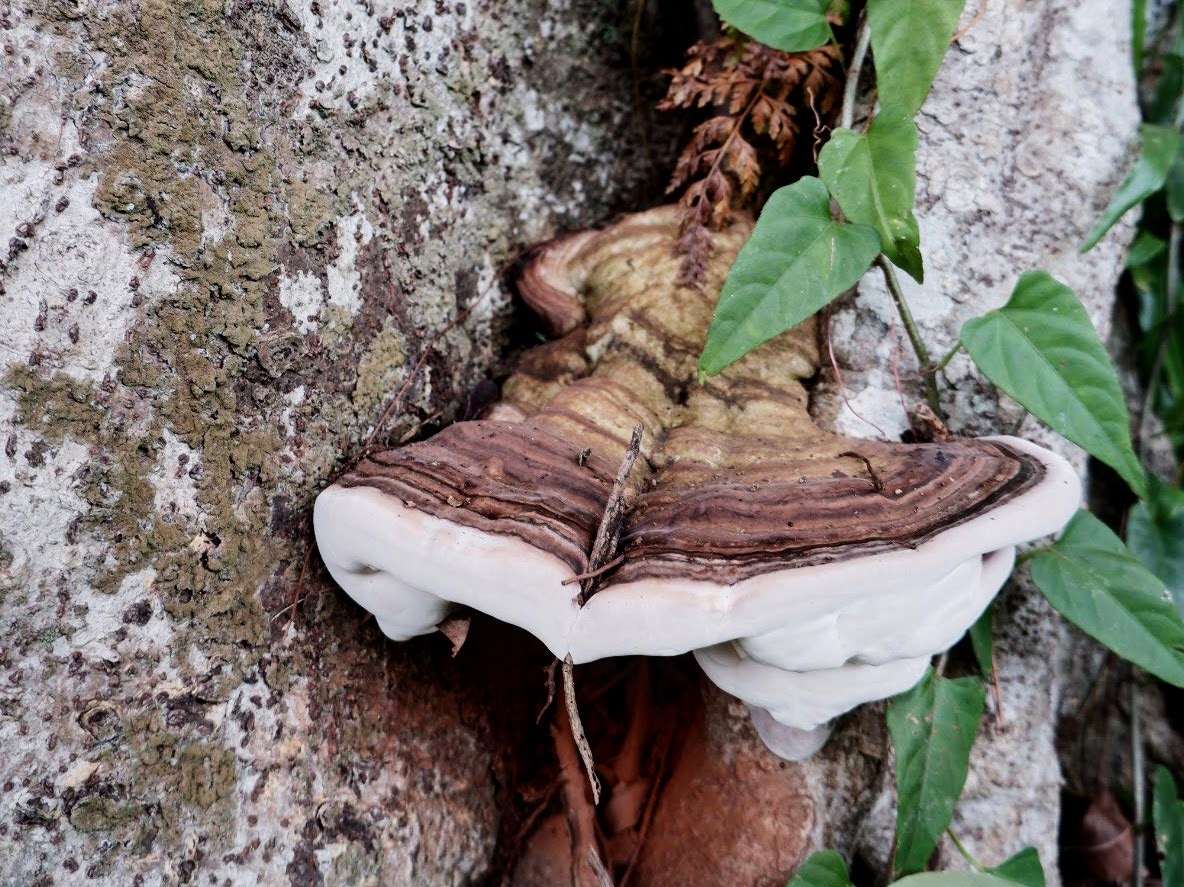Ganoderma, si Jamur Kayu - Tropical Conservationist