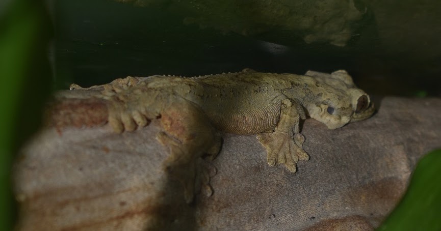 ZOOTOGRAFIANDO (6.096 ANIMALS): GECKO VOLADOR DE KUHL (Ptychozoon kuhli)