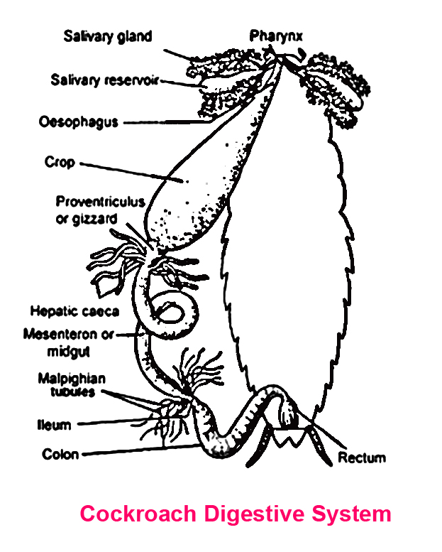 B. Sc. - II Animal Diversity- IV (Old) : Alimentary Canal of Cockroach