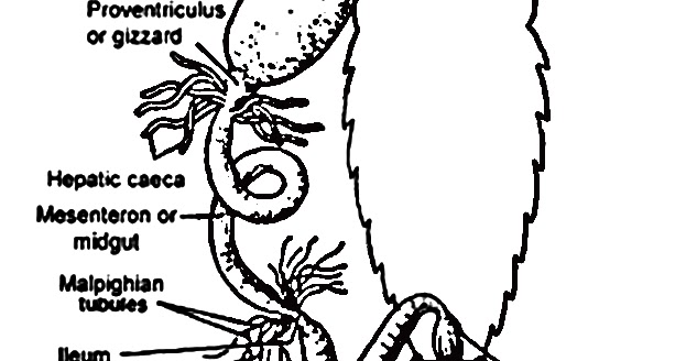 B. Sc. - II Animal Diversity- IV (Old) : Alimentary Canal of Cockroach