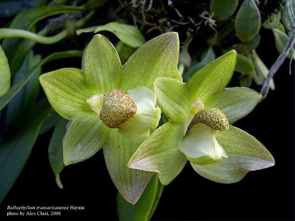 蘭花的故事: Bulbophyllum pectinatum 百合豆蘭