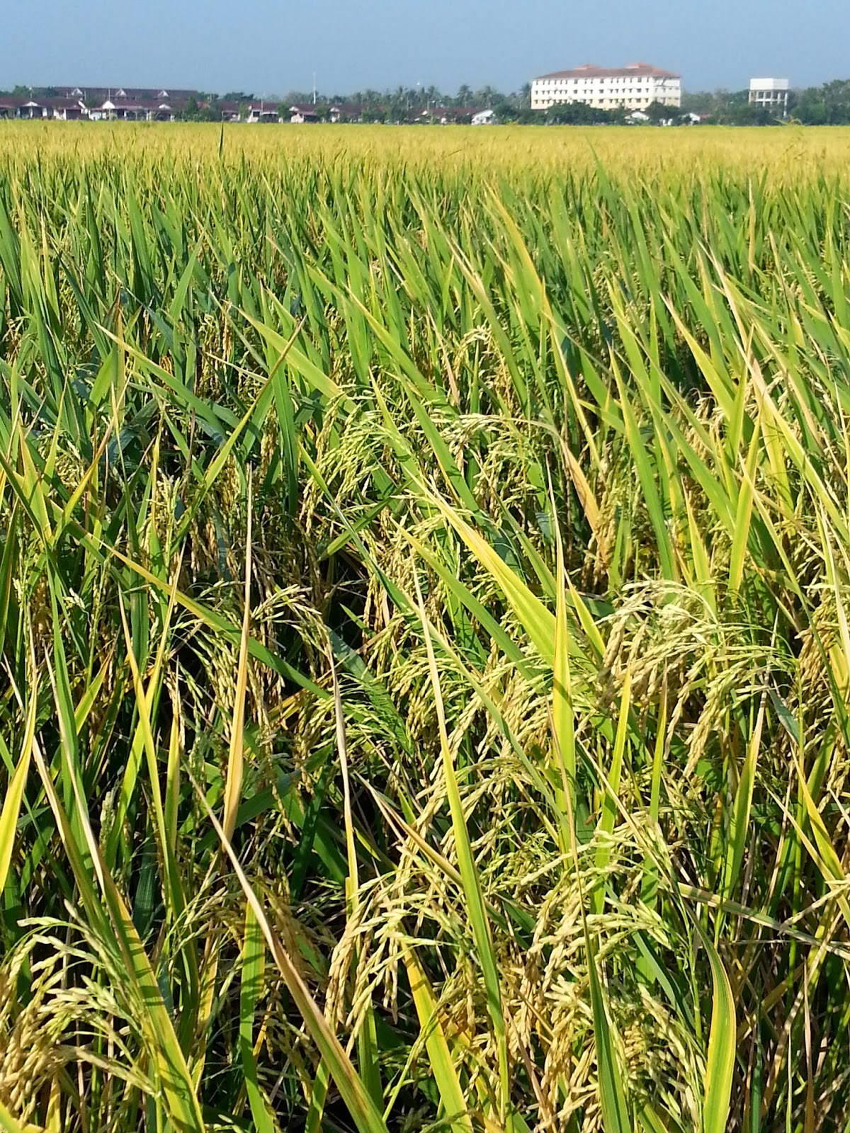 Musim menuai padi di Perlis ~ Homestay Tambun Tulang Arau Perlis