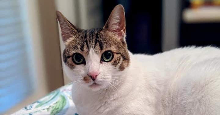 Bookfoolery : They Called Us Enemy - George Takei, Elsinger, Scott, and ...