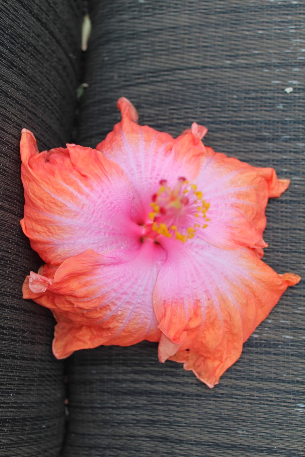 Florez Nursery: Hibiscus rosa-sinensis 'Spring Song'