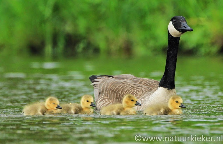 Jonge gansjes omdat het zo leuk is...