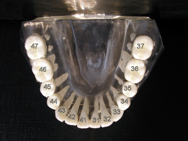 L'EXAMEN CLINIQUE EN ODONTOSTOMATOLOGIE - dentica club