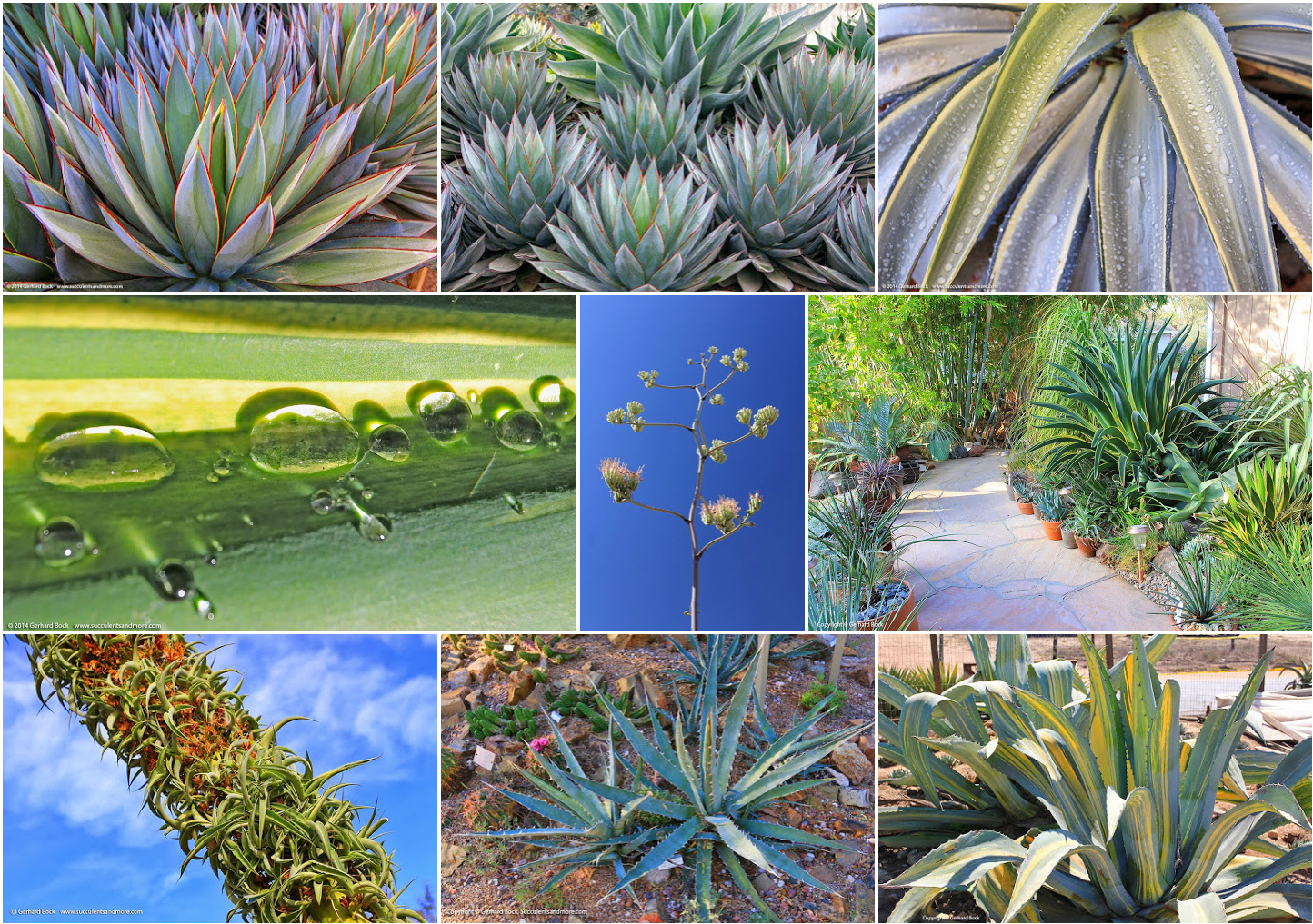 Agave photo overload