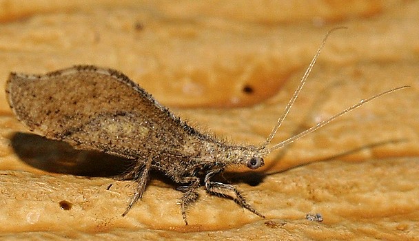 Arizona: Beetles, Bugs, Birds and more: Net-winged Insects and the ...