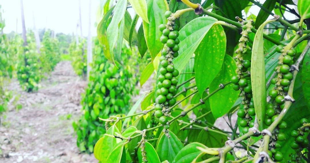 Cara Menanam Merica atau Lada di Halaman Rumah - Bertani