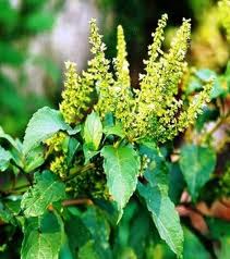 INFOTECHService...always at your service : SCENT LEAF (Ocimum gratissimum)