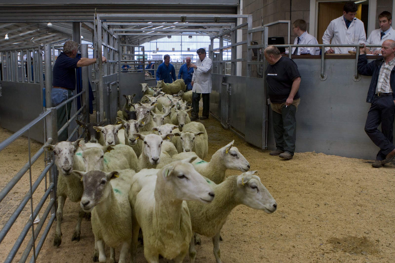 O.Harlow Photography: Stirling Sheep Auction, Scotland
