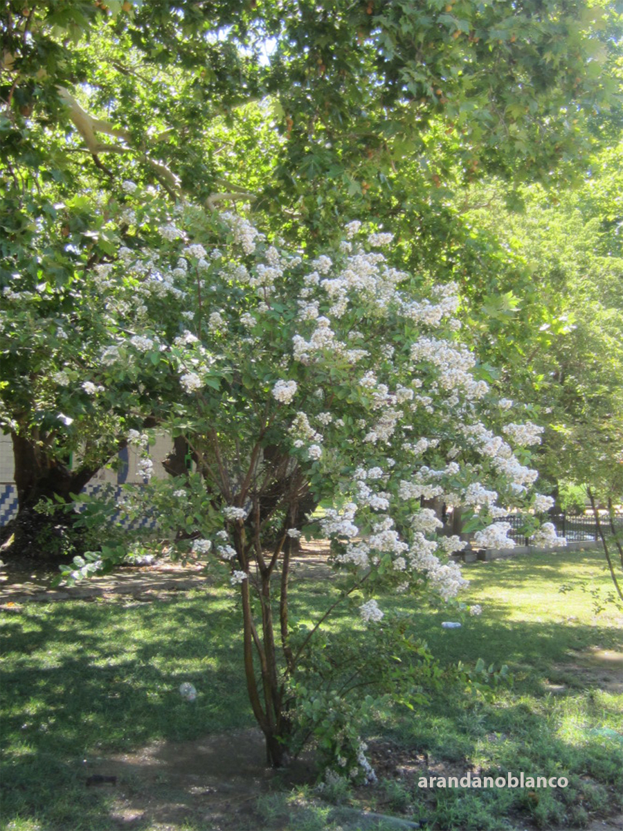 elarbolmiamigo-encinarosa: Árbol de Júpiter / Lagerstroemia indica L ...