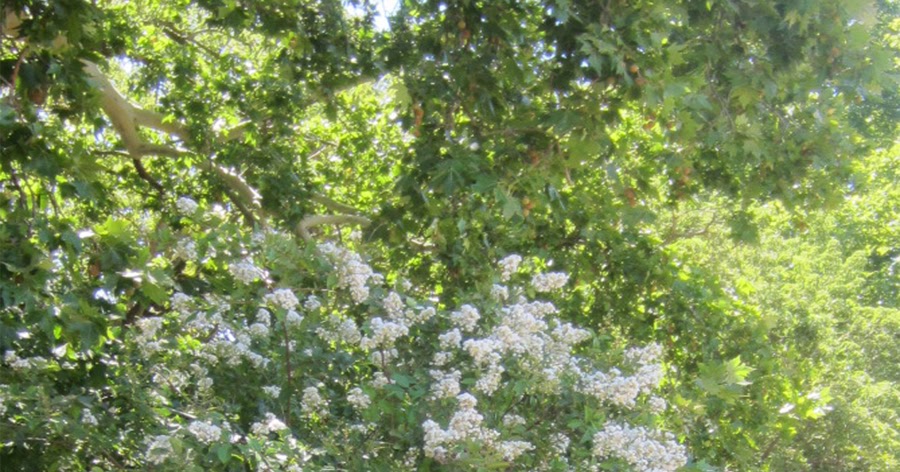 elarbolmiamigo-encinarosa: Árbol de Júpiter / Lagerstroemia indica L ...